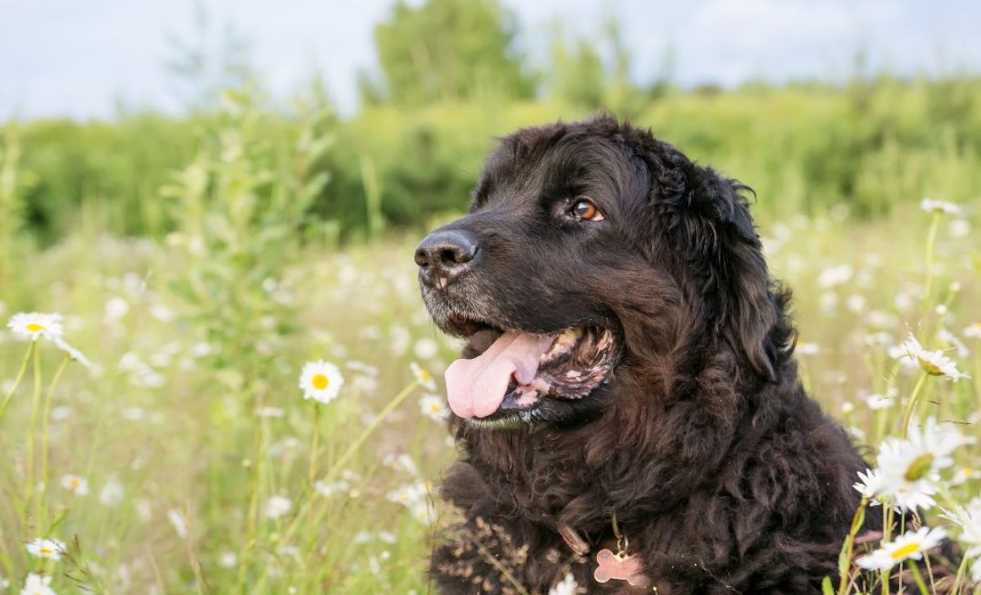 11 Newfoundland Colors And Easy Grooming Tips - Breed Atlas