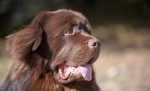11 Newfoundland Colors And Easy Grooming Tips - Breed Atlas